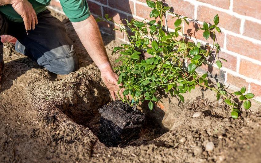 Step-by-Step: How To Plant Your Potted Climbing Rose