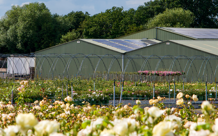 Growing Roses With Solar Power