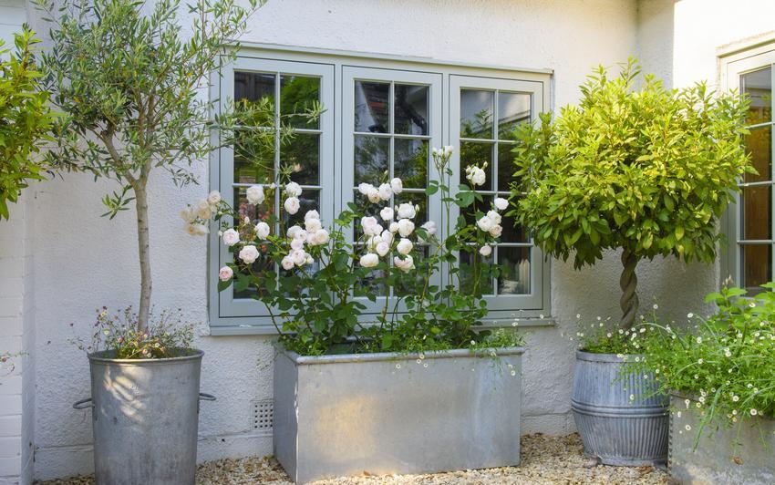 How to Care for Roses in Pots | David Austin