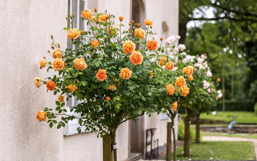 Three ways to use standard roses in your garden