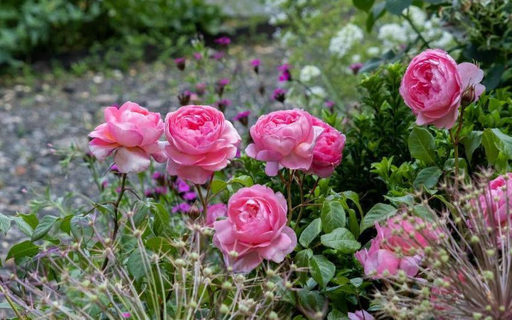 Latest blogs and news from David Austin Roses
