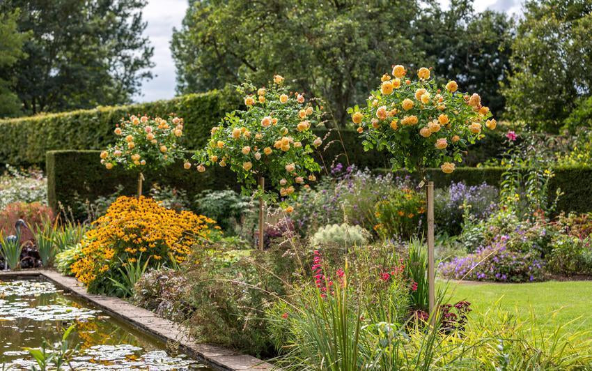 Plant Your Potted Standard Tree Rose With Ease