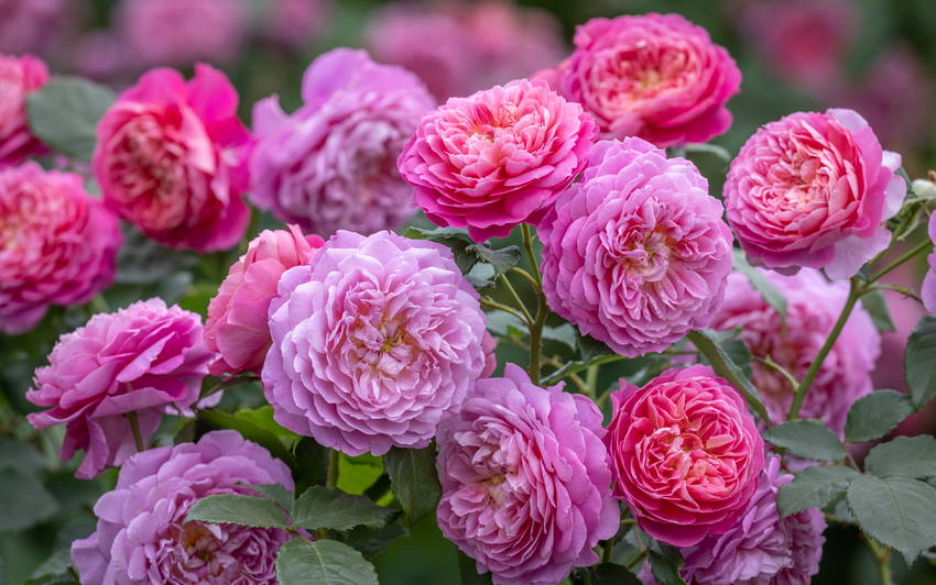 Emma Bridgewater™ Rose launch