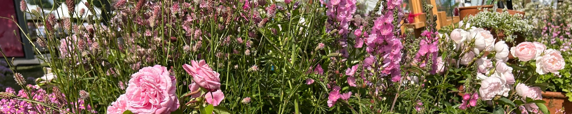 Showstopping English Roses at BBC Gardeners' World Live