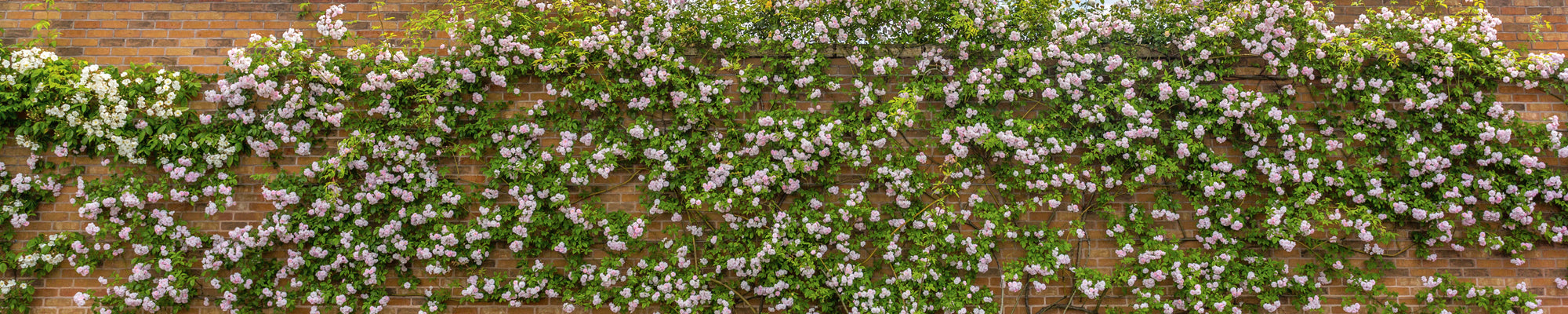 Roses ideal for a 10ft wall or fence - David Austin Roses