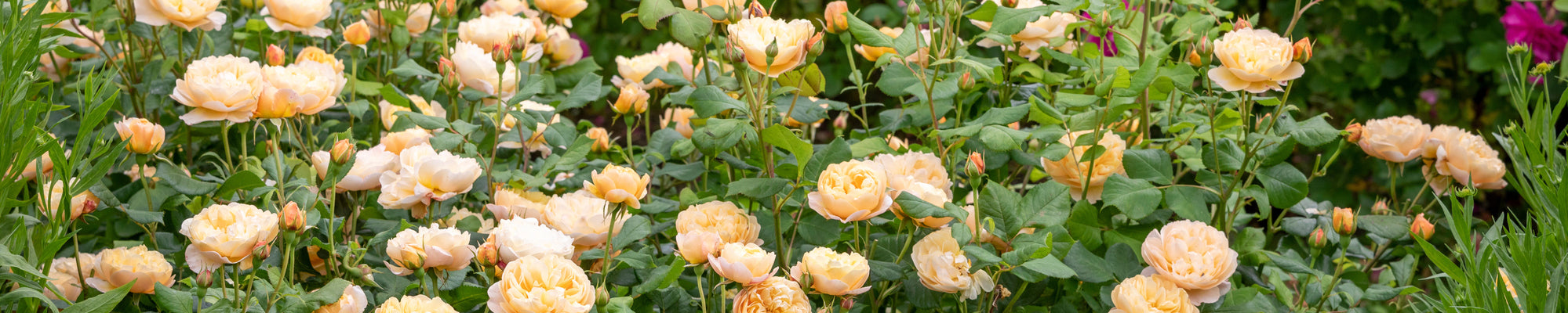Apricot & Orange Roses | David Austin Roses