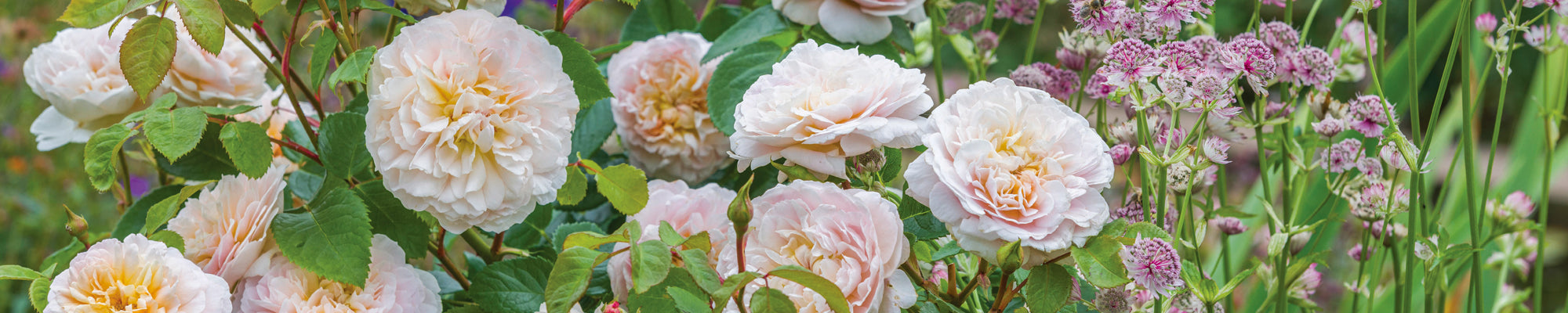 Most Fragrant Roses | David Austin Roses