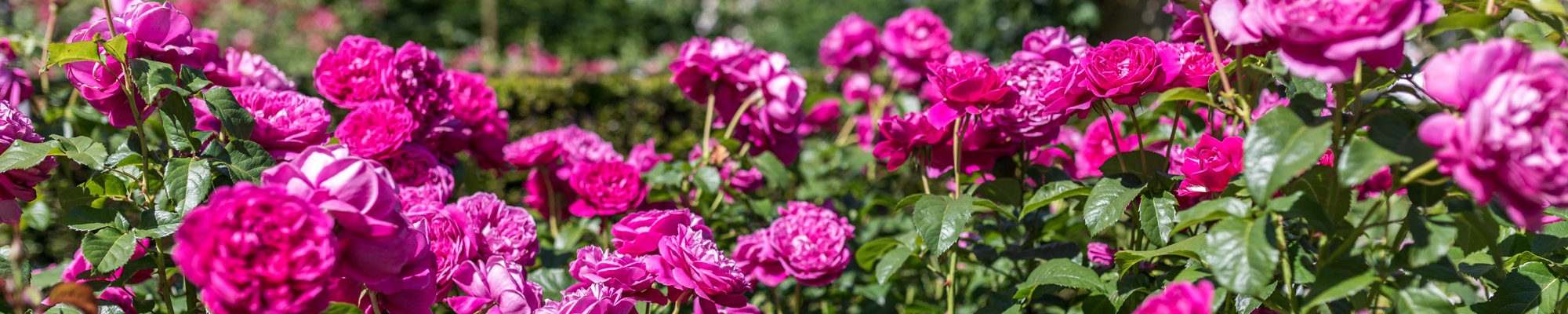 Deep Pink Roses | Pink Roses | David Austin Roses
