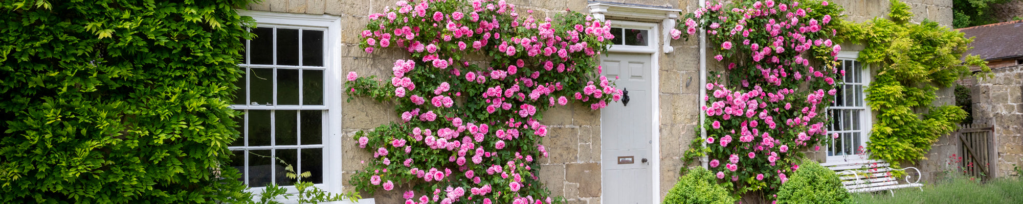 Best Climbing Roses For Front Doorways | David Austin Roses