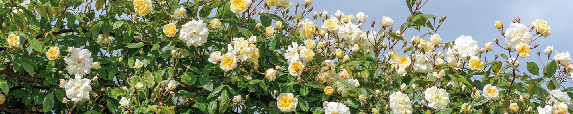 English Rambler Roses | David Austin Roses