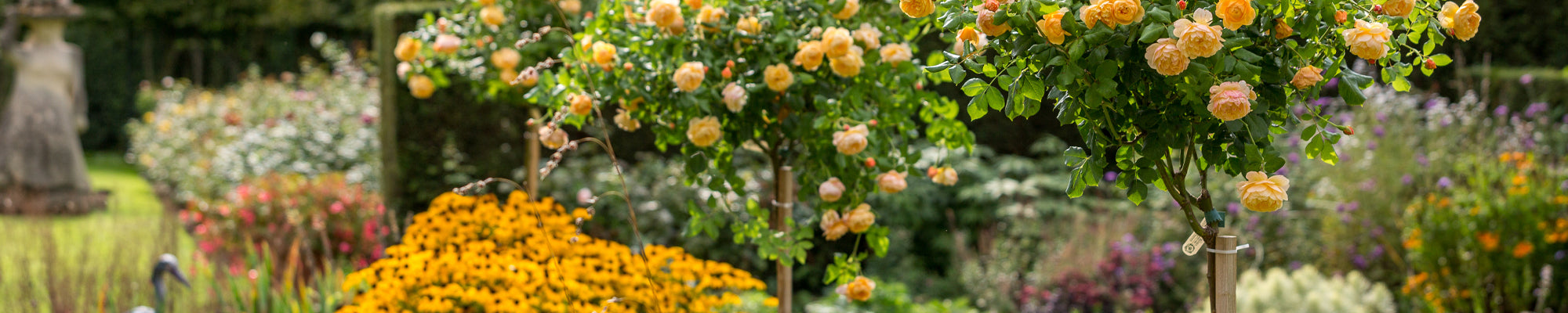English Standard Tree Roses - David Austin Roses