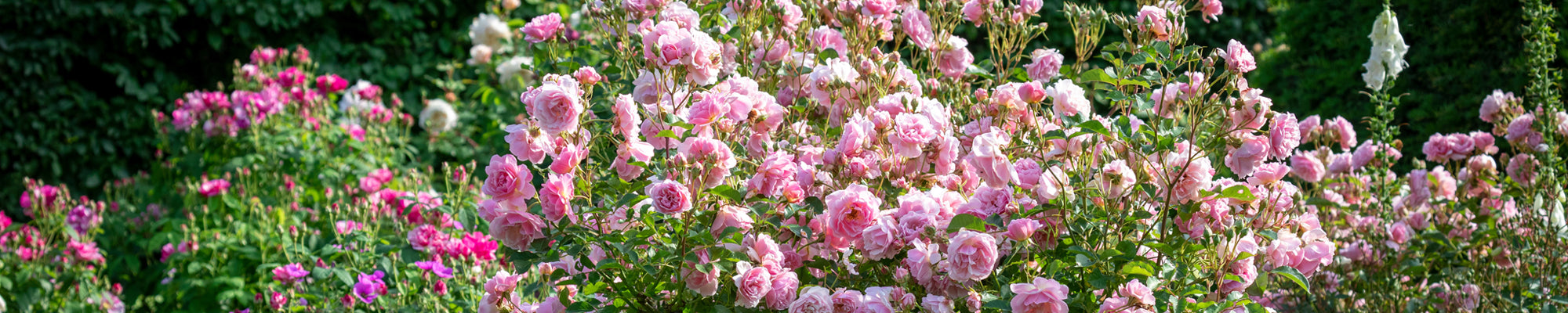 Hybrid Musk Roses | David Austin Roses