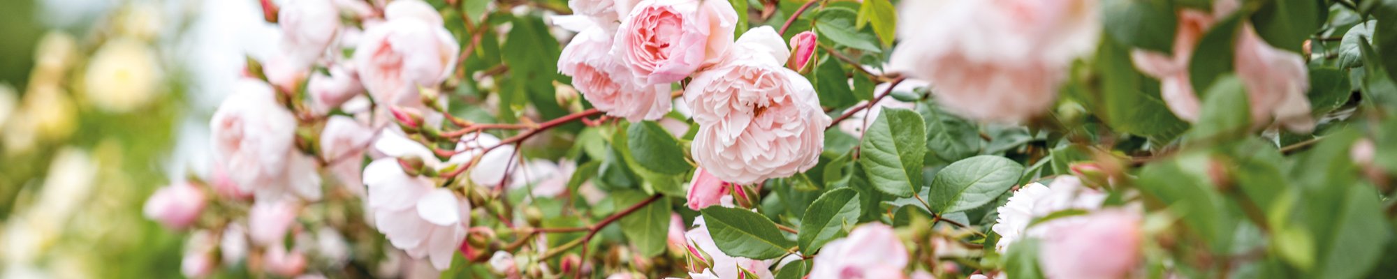 Light Pink Climbing Roses | David Austin Roses