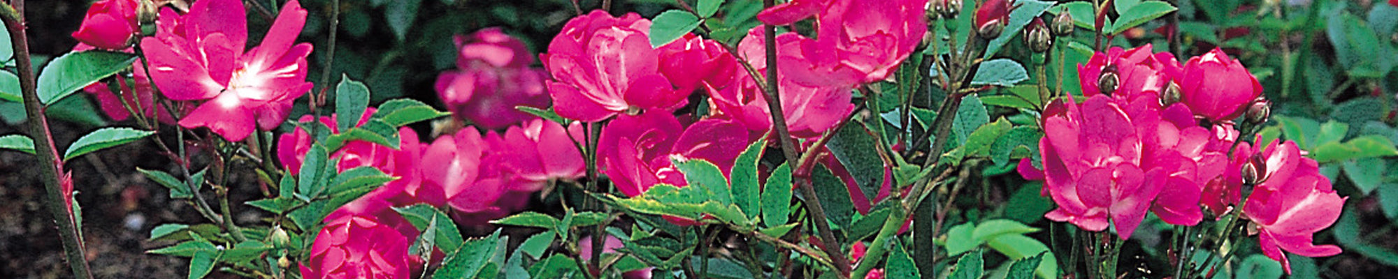 Miniature Roses | David Austin Roses