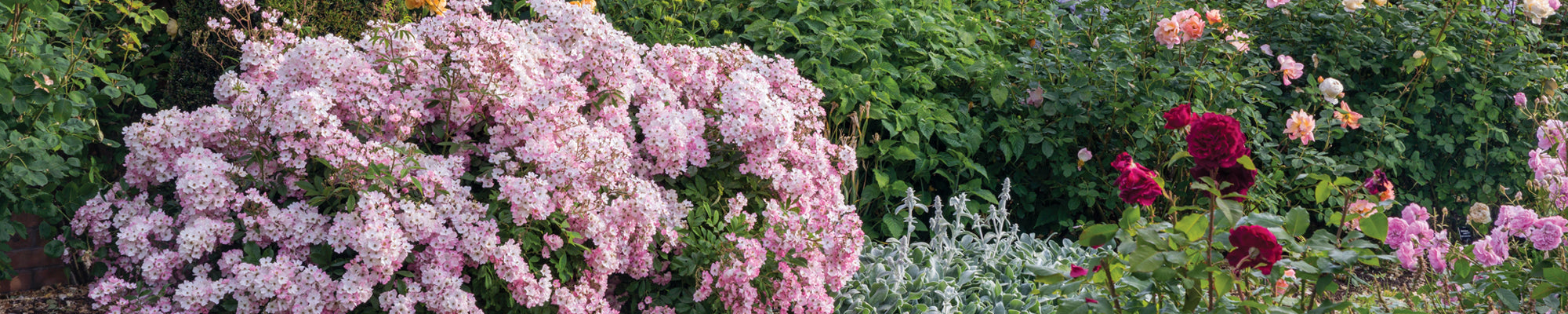 Modern Shrub Roses | David Austin Roses