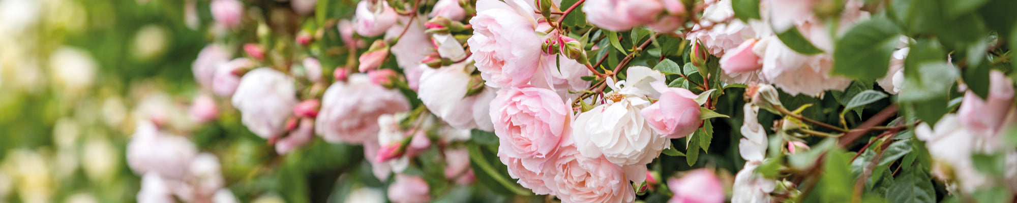 Most Fragrant Climbing Roses UK | David Austin Roses