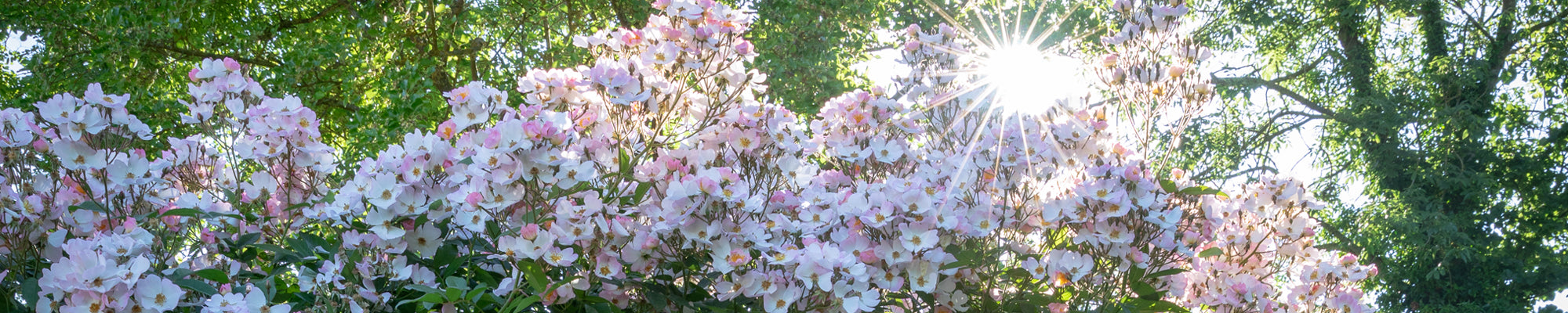Most Fragrant Rambling Roses | David Austin Roses