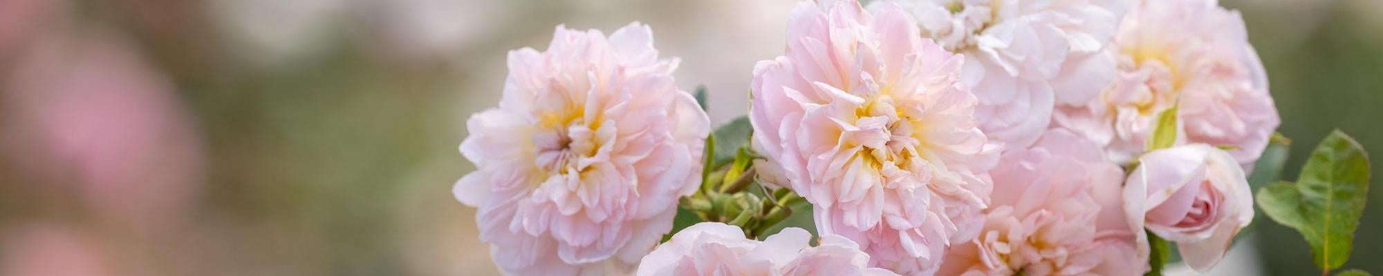 New Roses 2025 | David Austin Roses
