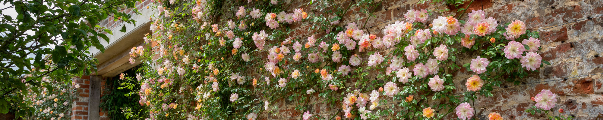 Climbing Roses For North Facing Walls | David Austin Roses