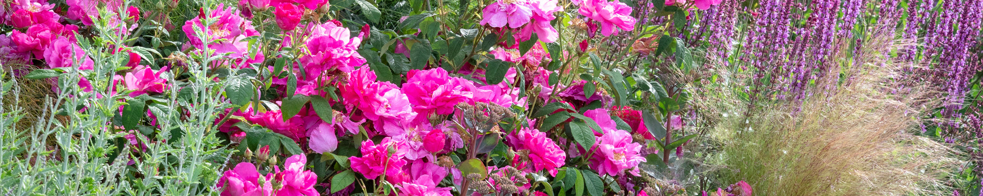 Old Roses | David Austin Roses