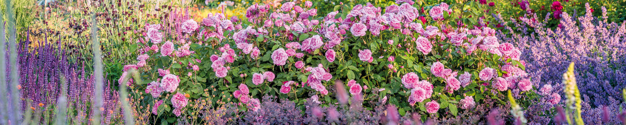 Pink Roses - David Austin Roses