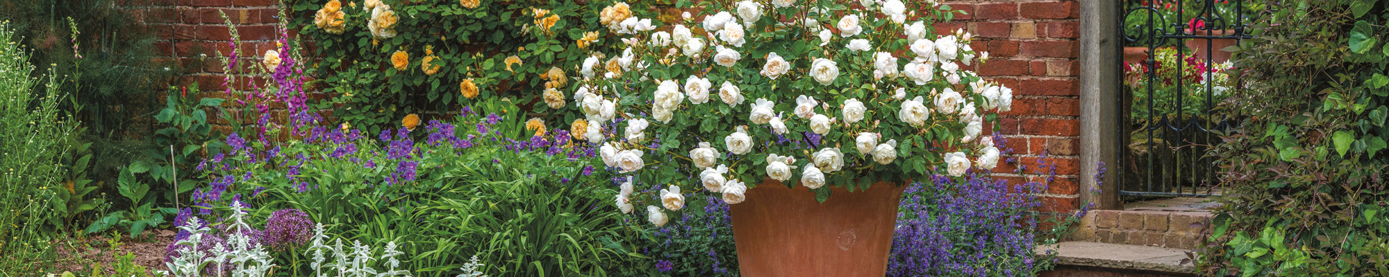 Best Roses For Pots & Containers | David Austin Roses