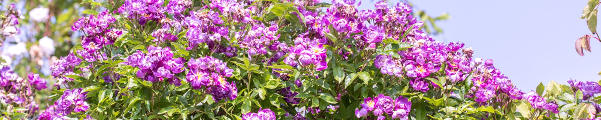 Purple Rambling Roses | David Austin Roses