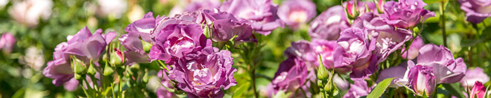 Purple Roses | David Austin Roses