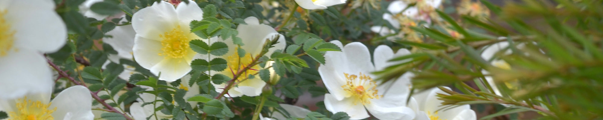 Scottish Rose s | David Austin Roses