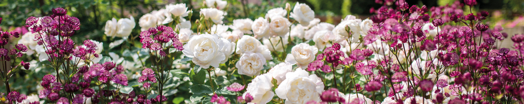 Roses | David Austin Roses