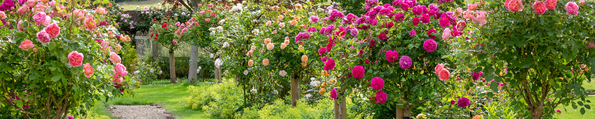 Standard Tree Roses | Rose Trees | David Austin Roses
