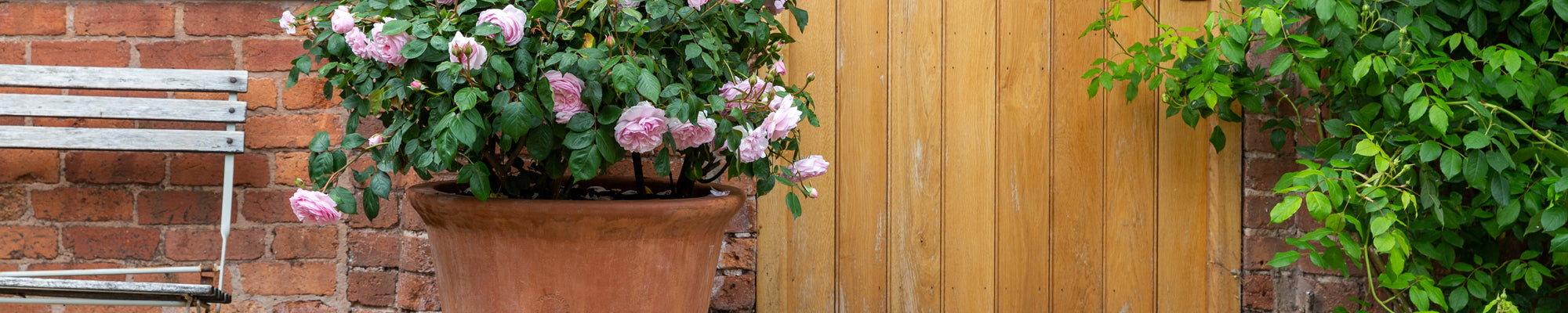 Terracotta Pots | Modern Terracotta Pots for Roses | David Austin Roses