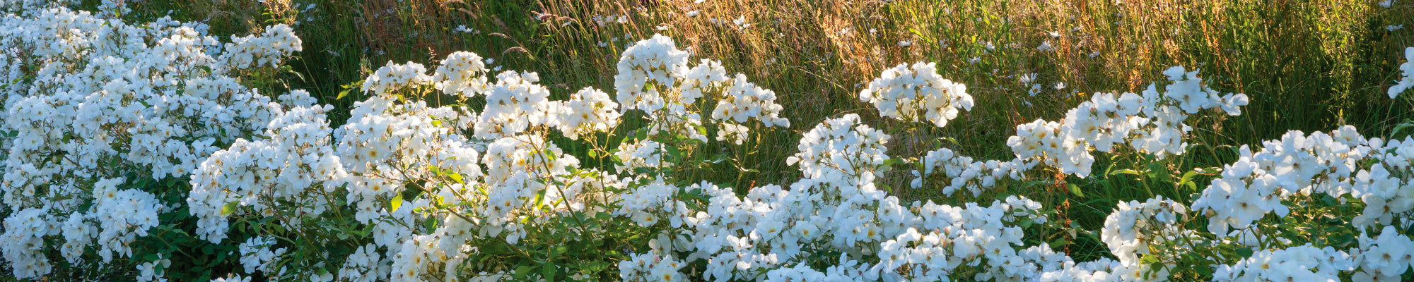 Thornless roses and nearly thornless roses - David Austin Roses