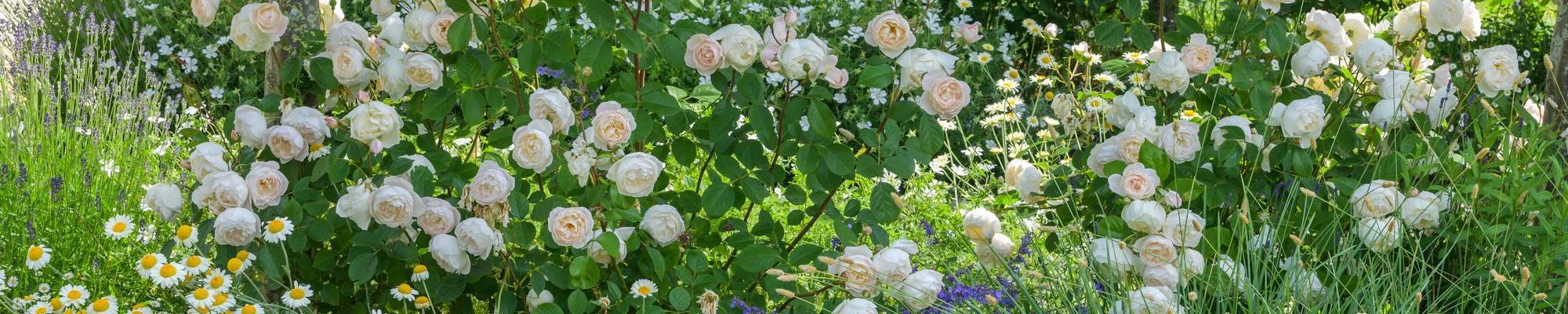 Valentine's Day Roses & Gifts | David Austin Roses