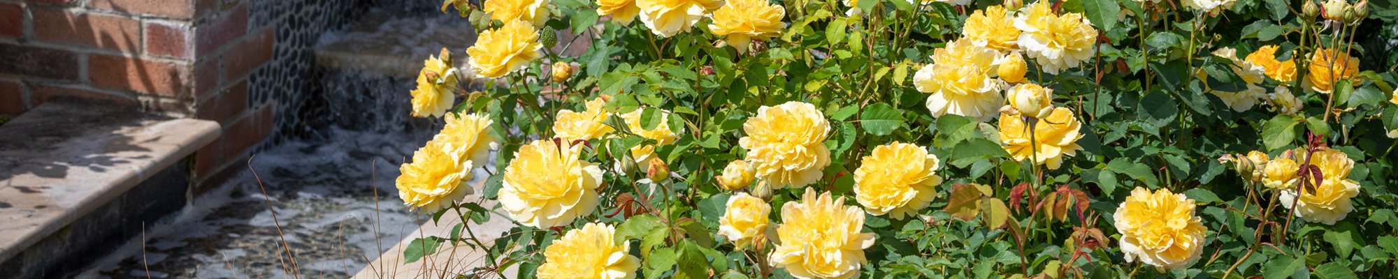 Yellow English Roses | David Austin Roses
