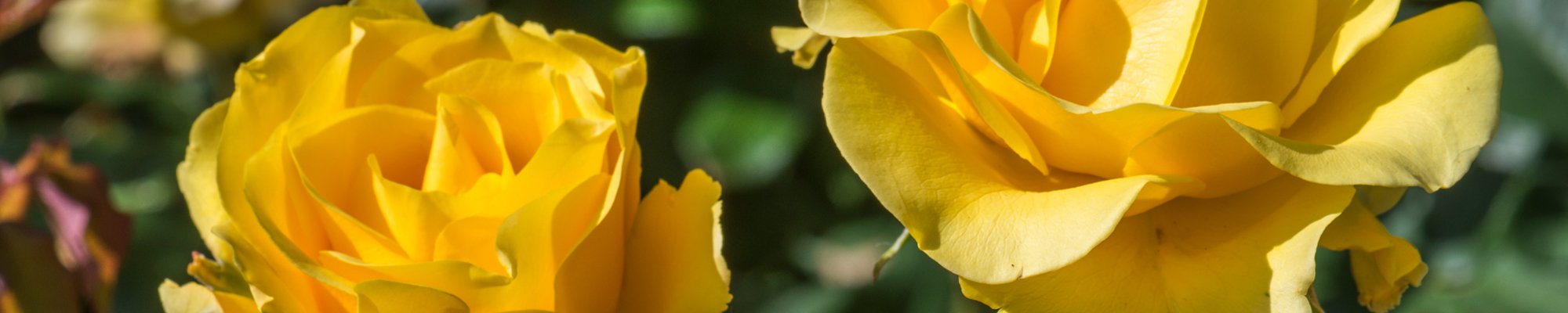 Yellow Hybrid Tea Rose s | David Austin Roses