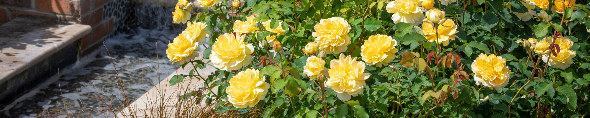 Yellow Shrub Rose s | David Austin Roses