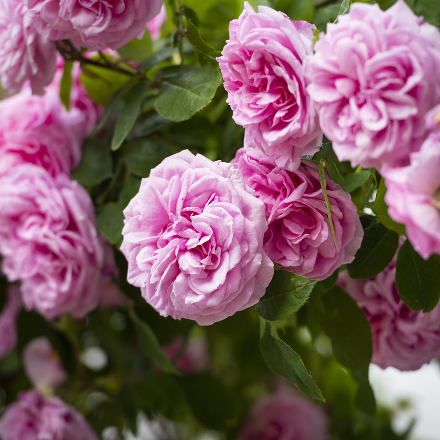 Most Fragrant Climbing Roses UK | David Austin Roses