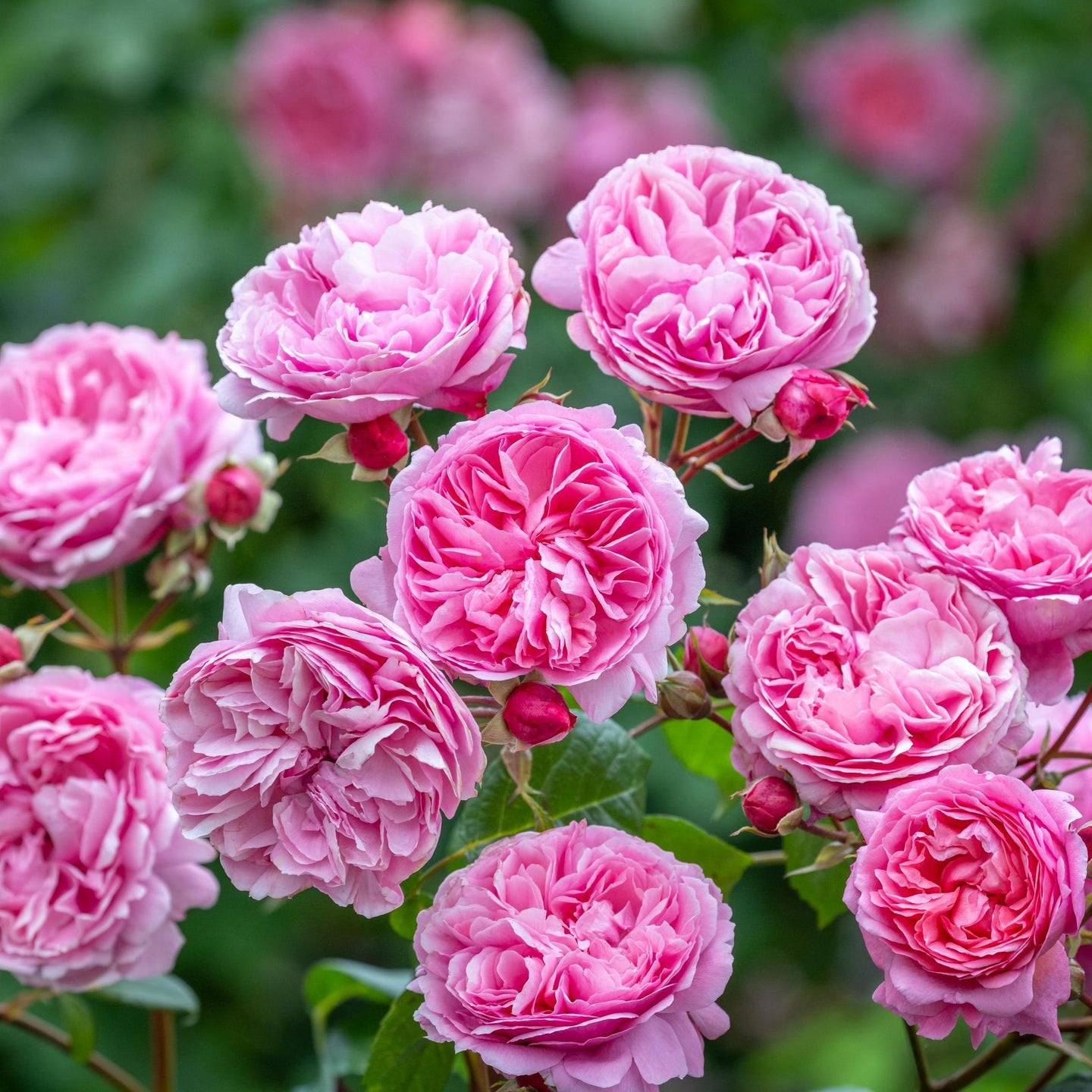 Penelope Lively | English Shrub Rose | David Austin Roses