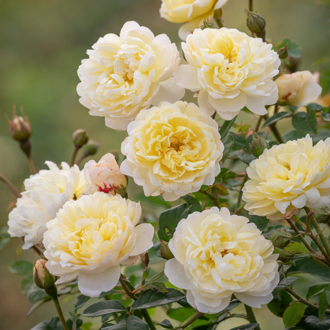 Standard Tree Roses | Rose Trees | David Austin Roses