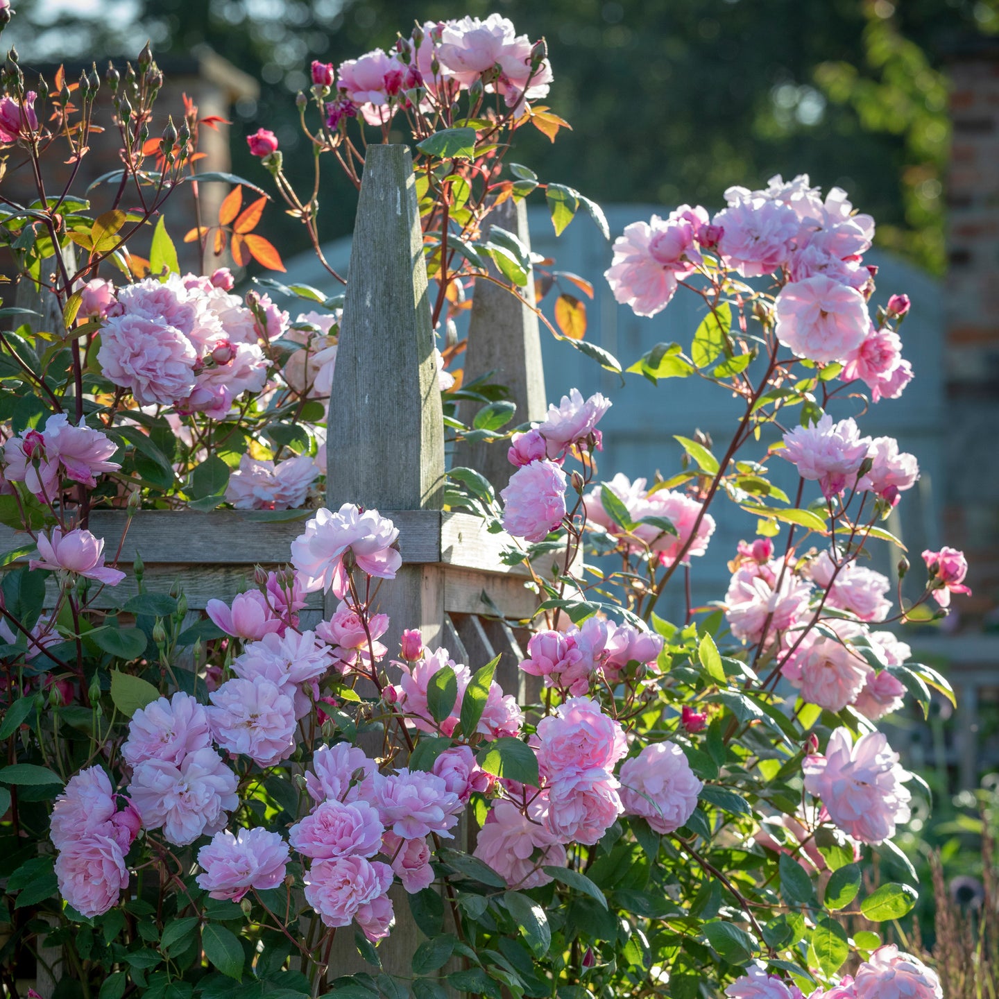 Mary Delany (Ausorts) | English Climbing Rose | David Austin Roses