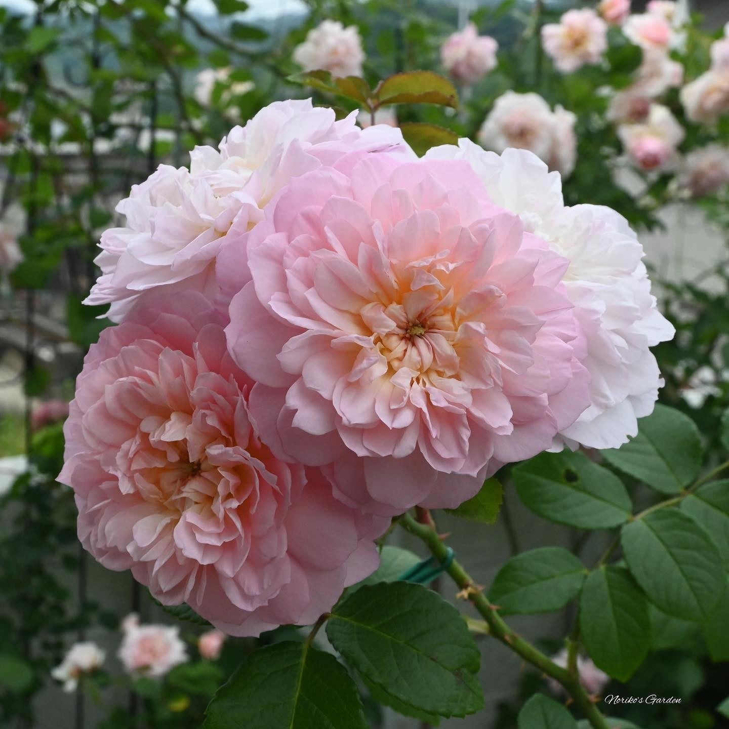 Elizabeth (Ausmajesty) | English Standard Tree Rose | David Austin Roses
