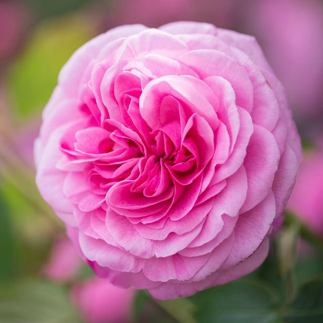 Trentham Gardens Rose Garden | David Austin
