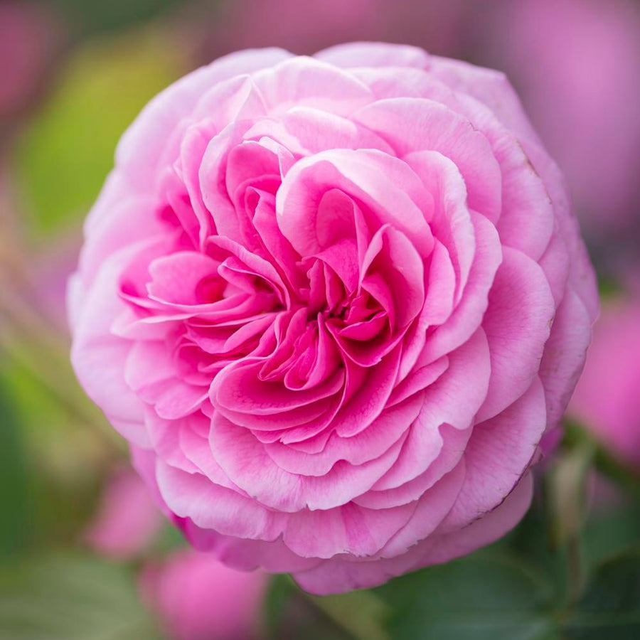 Roses Named After Women | David Austin Roses