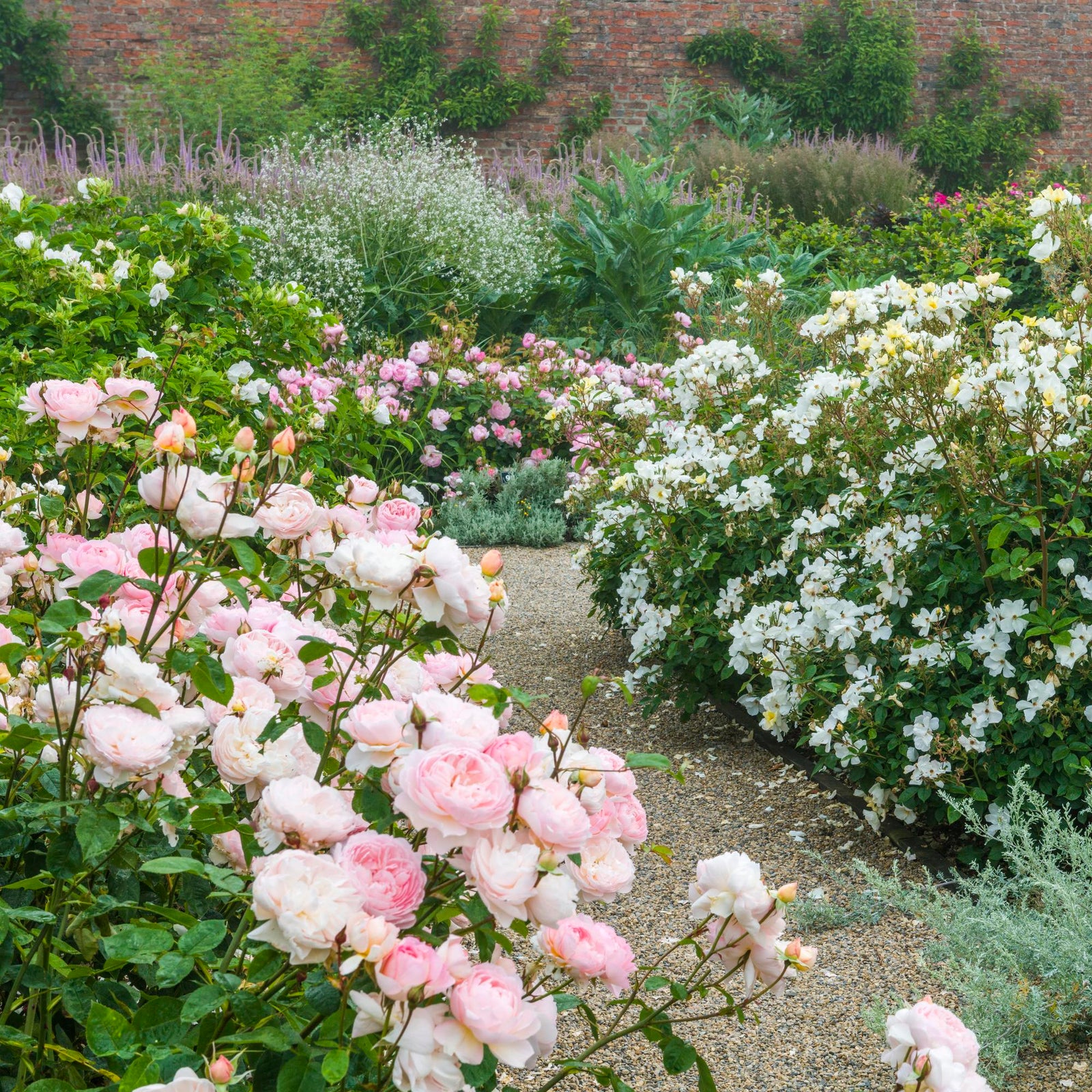 Gentle Hermione (Ausrumba) | English Shrub Rose | David Austin Roses