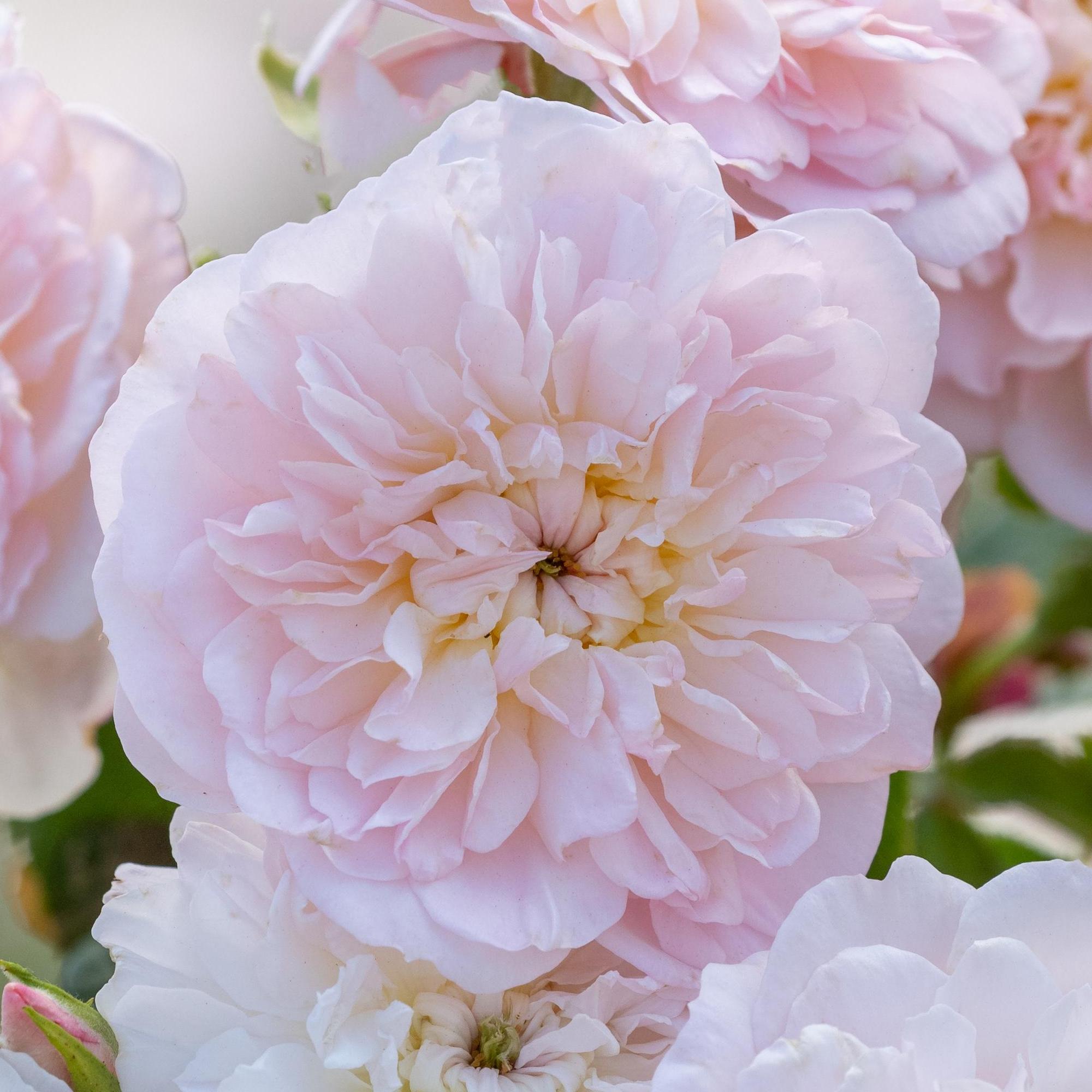 Elizabeth (Ausmajesty) | English Standard Tree Rose | David Austin Roses