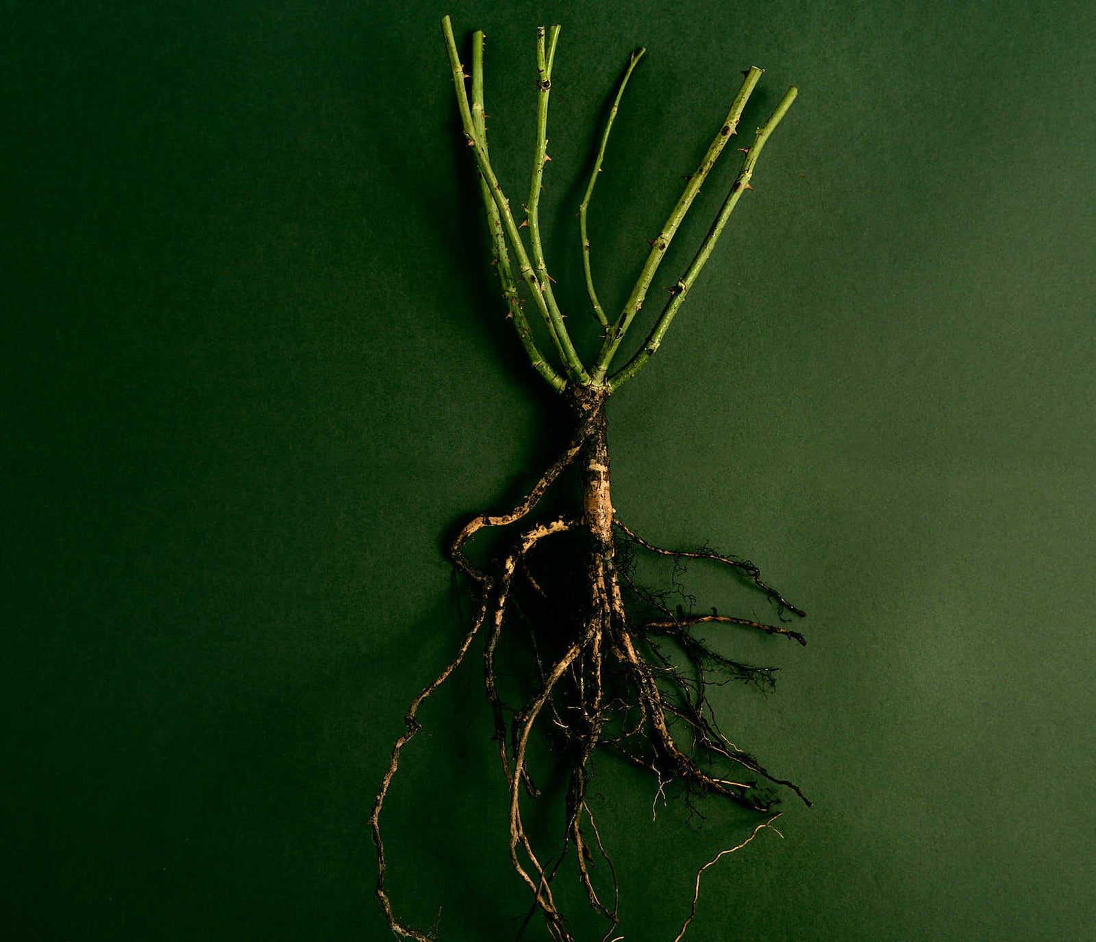The Anatomy of a Bare Root Rose | David Austin