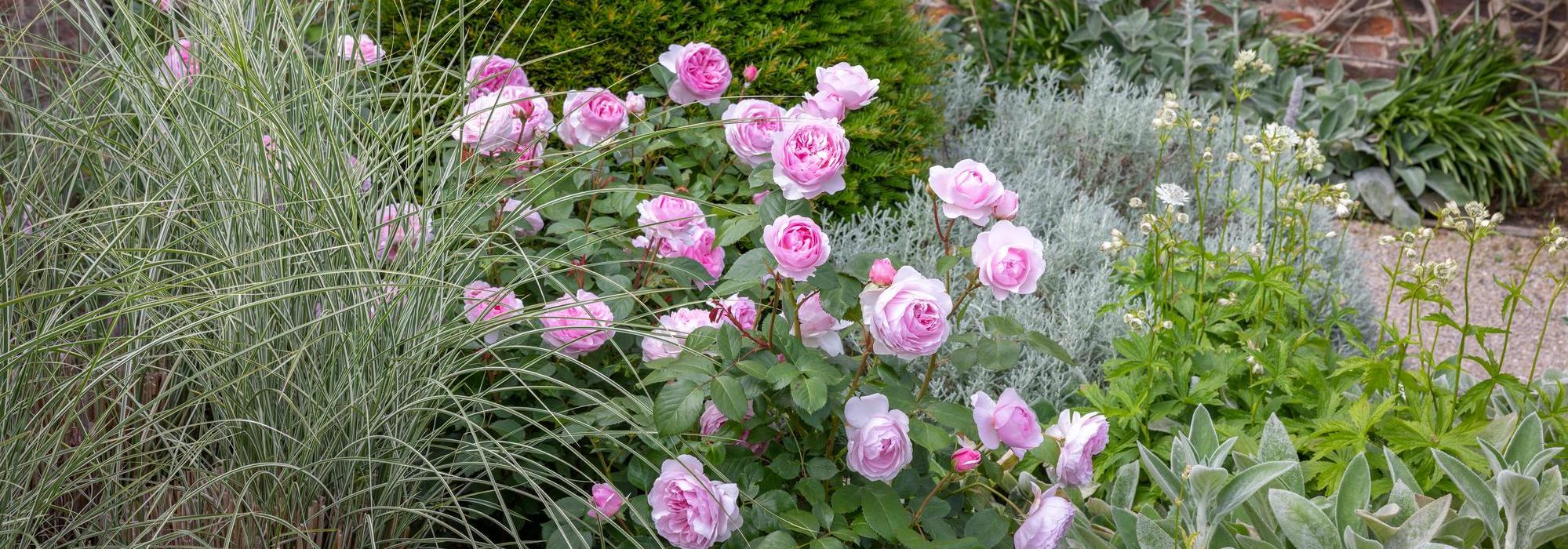English Roses from David Austin Roses | Bare Root & Potted Plants