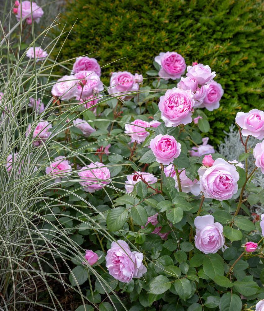 English Roses from David Austin Roses | Bare Root & Potted Plants