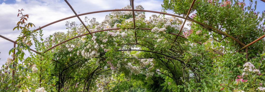 Plant Roses on Large Structures